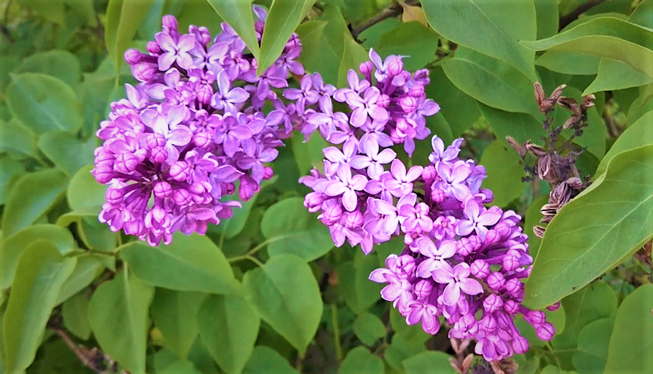 Сирень такая разная - белая, синяя, красная. Цветение сирени в мае!