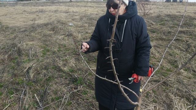 Формировка кроны дерева,, чашей,.