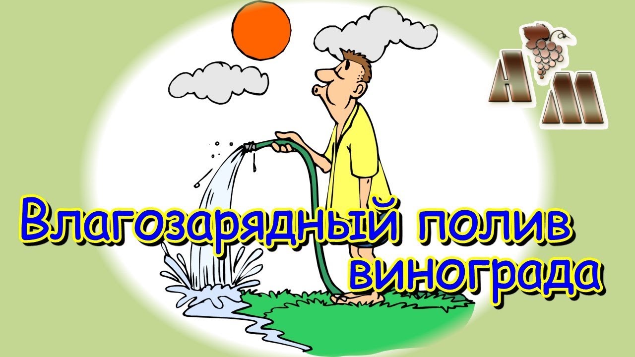? Нужен ли винограду влагозарядный полив?