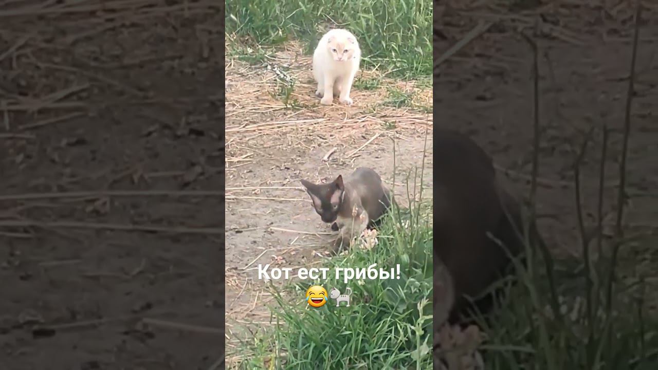 Кот ест грибы!  6 июня 2024 г.