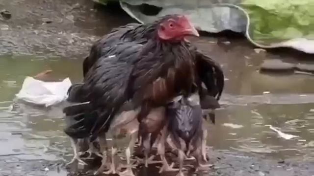Курица прячет своих цыплят от дождя