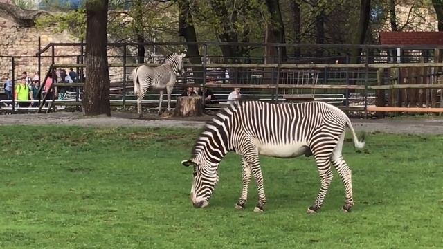 Московский ЗООПАРК.