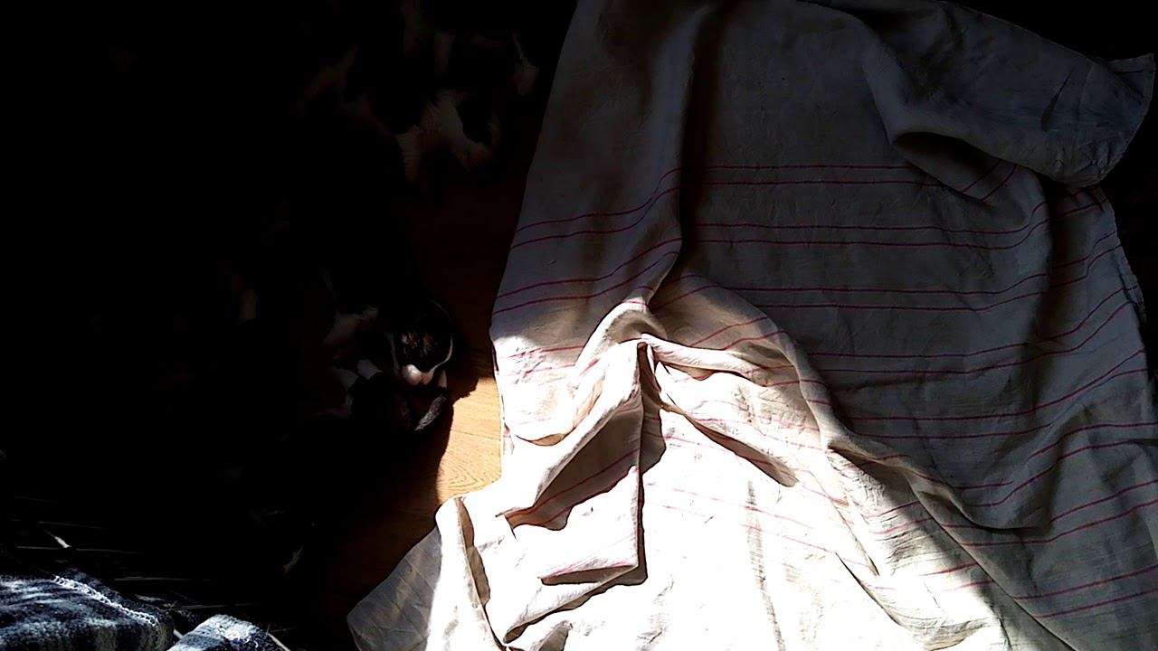 Щенки Вельш Корги Кардиган, дата рождения 14.04.2020