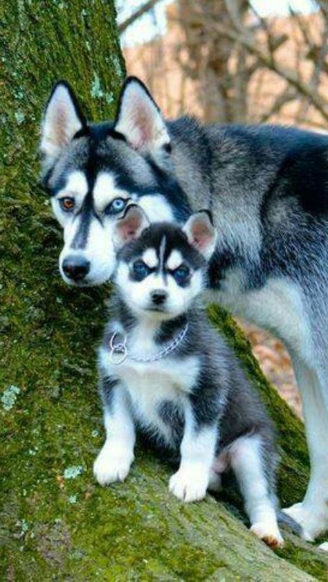 прогулка с щенками хаски.