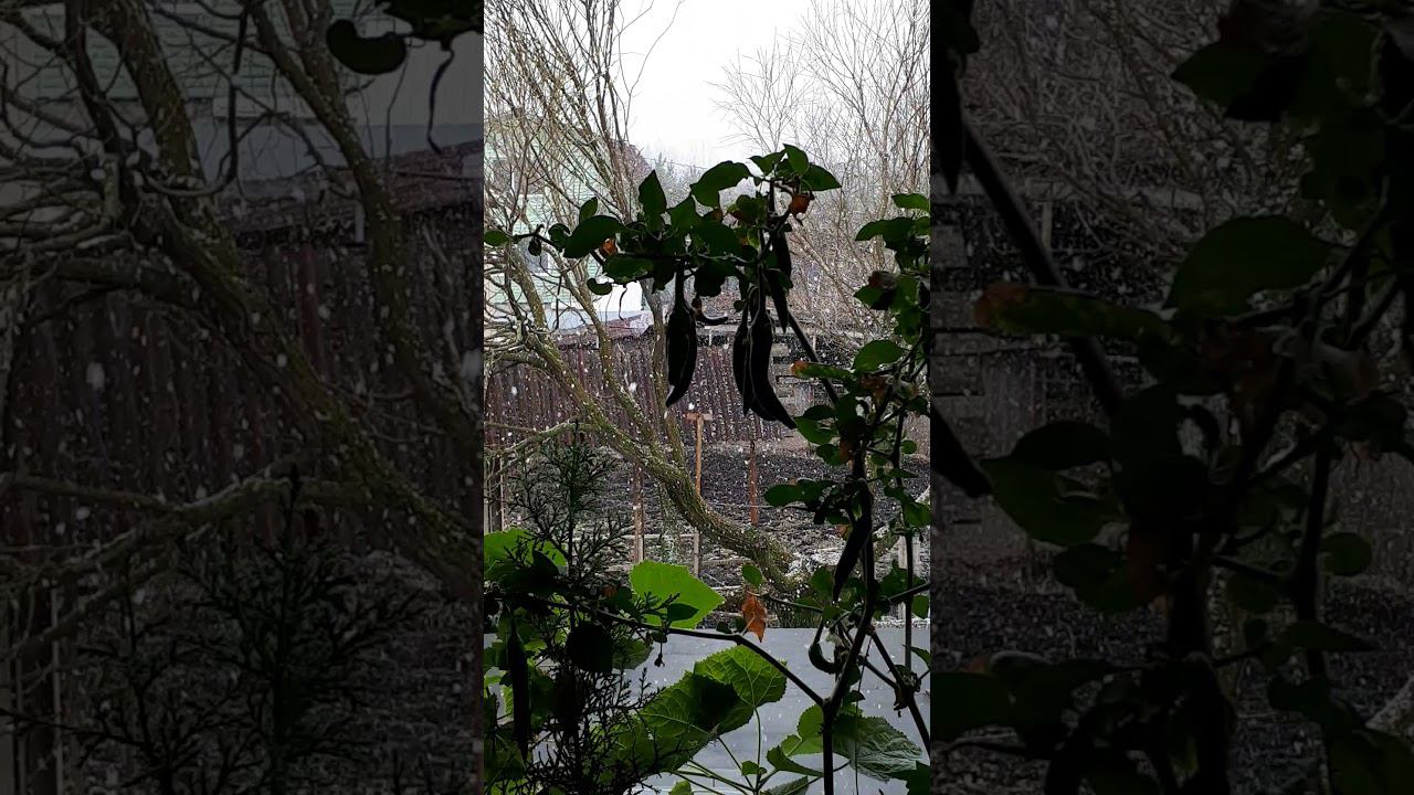 28 апреля 2021. Снегопад в Тосно