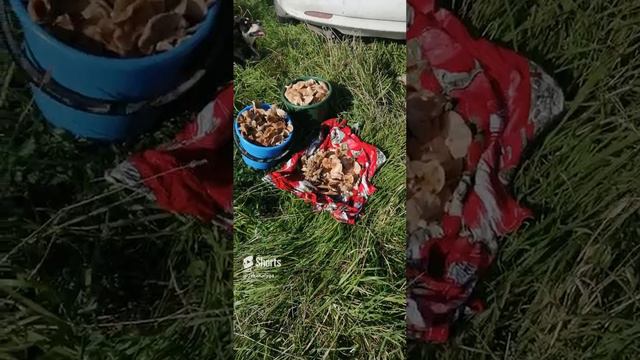 Тихая охота, опята.