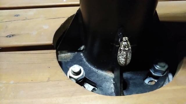 ОГРОМНОЕ НЕИЗВЕДАННОЕ НАСЕКОМОЕ. АДЛЕР. АВГУСТ 2022.