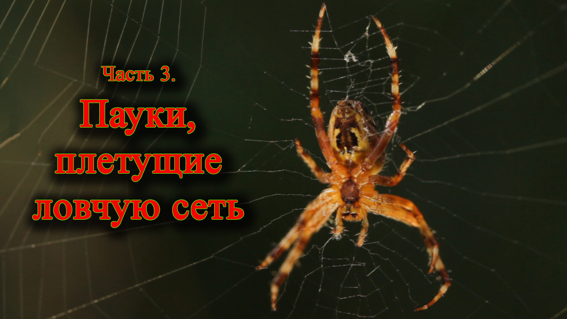 Макровидео