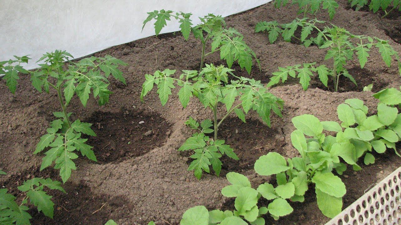 ЕСЛИ РАССАДА В МАЕ ПОПАЛА ПОД ЗАМОРОЗКИ!!!! КАК ПОМОЧЬ РАСТЮШКАМ