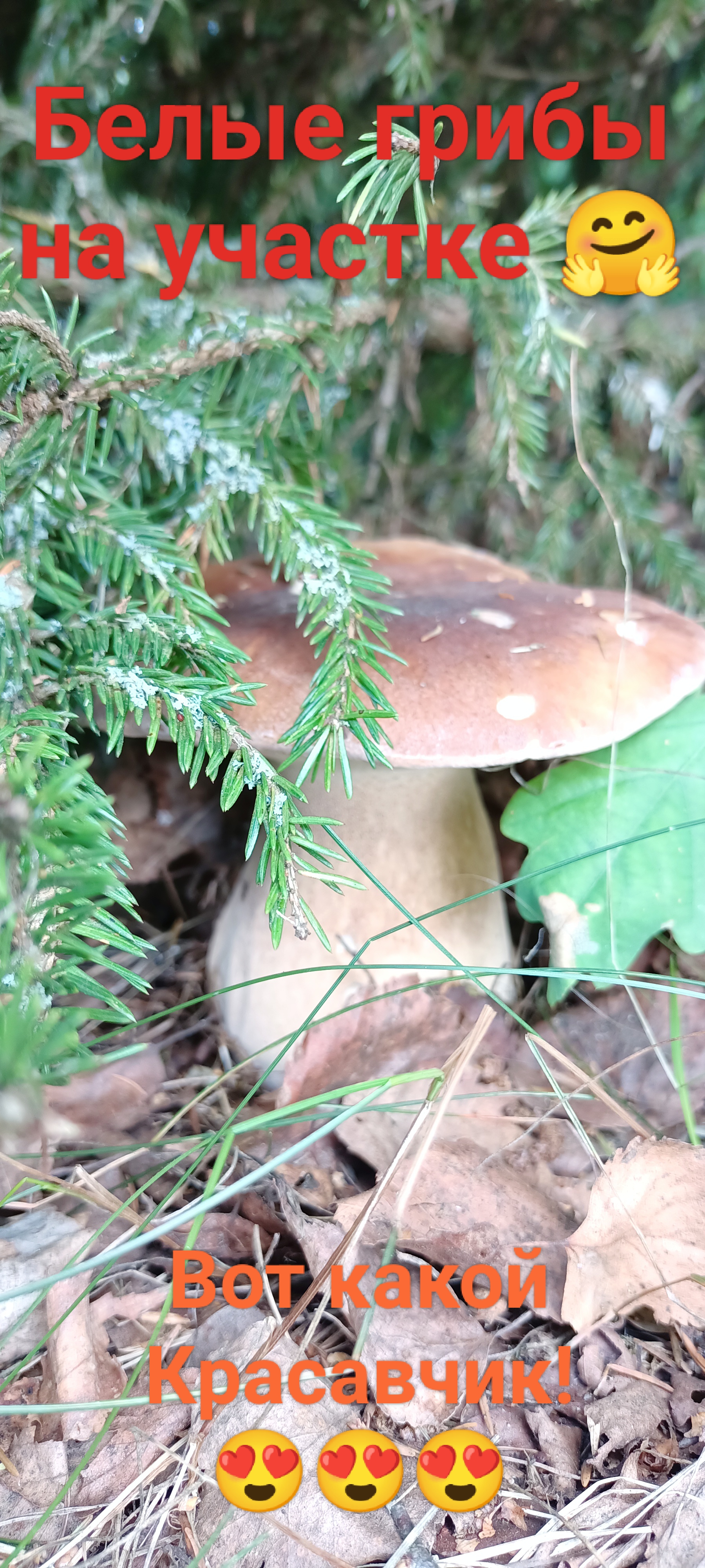 Супер Белый гриб, Красавчик. Псковская область, лето'2023 (часть 2)