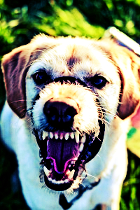 Ууу какая, решила сделать КУСЬ КУСЬ ?? #shorts