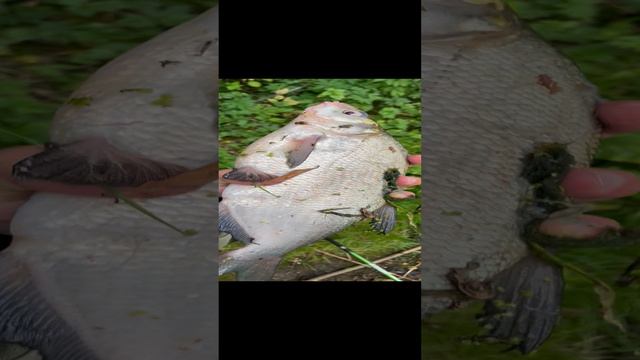 Отличное завершение вечерней рыбалки