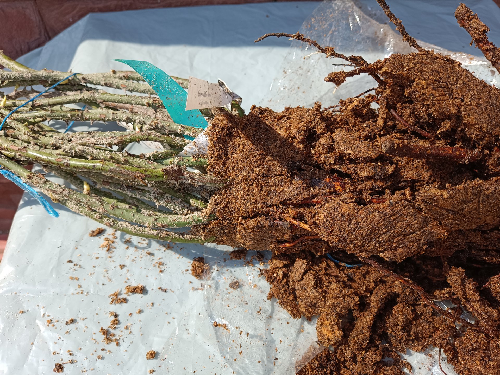 ПОСАДКА РОЗ. Ответы на вопросы, начинающим.