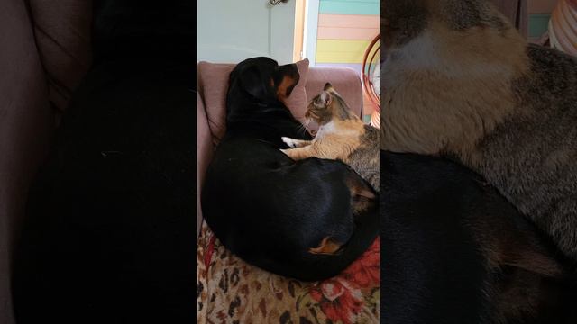 Как кошка с собакой.mp4