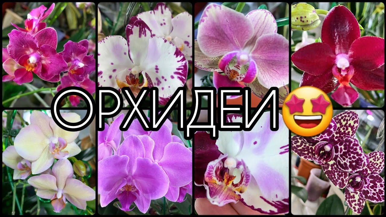 ОРХИДЕИ?Мои королевы ДЕКАБРЯ?Цветущие ФАЛЕНОПСИСЫ?Бернадетта?Легато?Дикий кот?Пират пикоти?