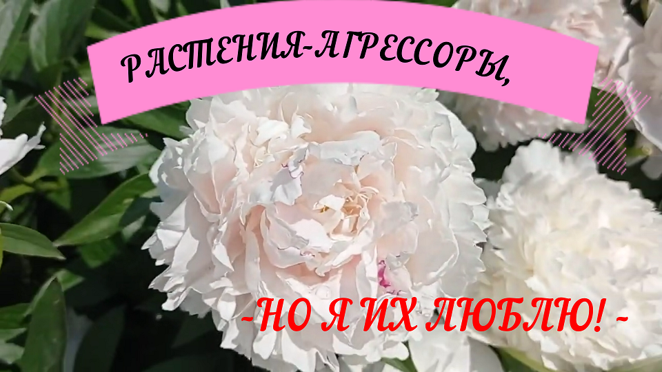 РАСТЕНИЯ-АГРЕССОРЫ,НО Я ИХ ЛЮБЛЮ!#растенияагрессоры#растениярасползаются#цветник#сад#пион#сирень#спи