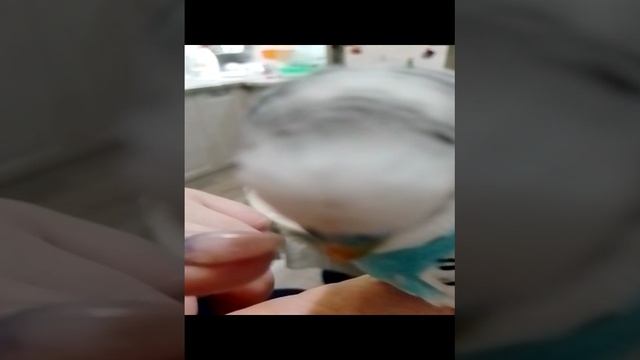 Тоша попугай и ногти