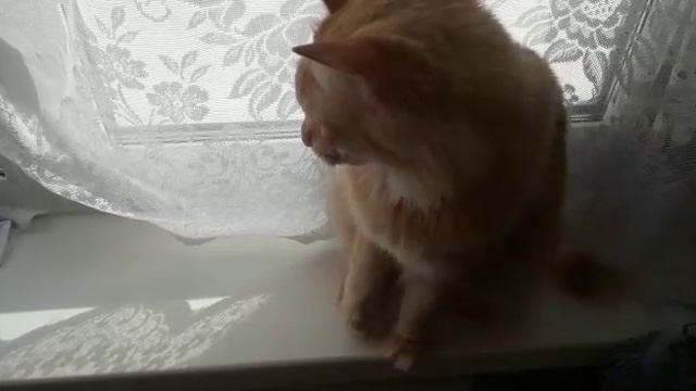 Рыжий кот Барсик бьёт лапкой рыбку