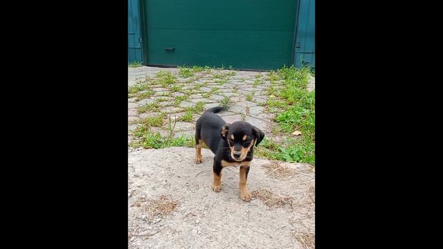 Щенок под песню симбочки.