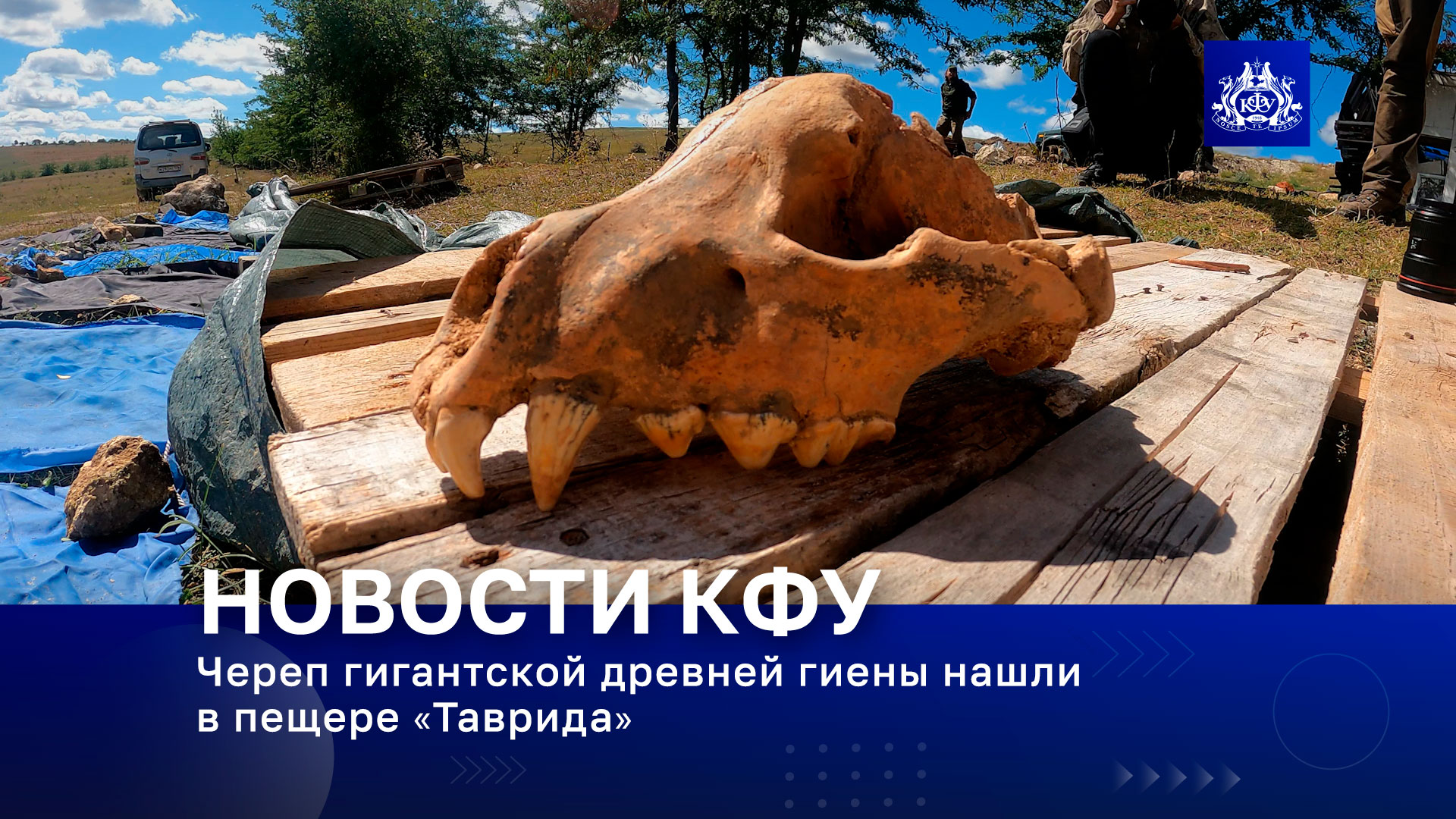 Череп гигантской древней гиены нашли в пещере «Таврида»