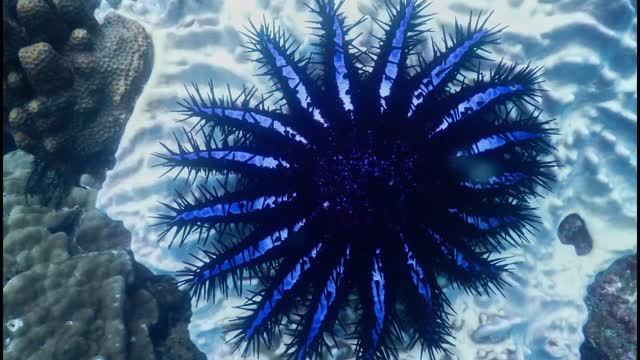 Дайвинг Шри-Ланка Diving Sri Lanka