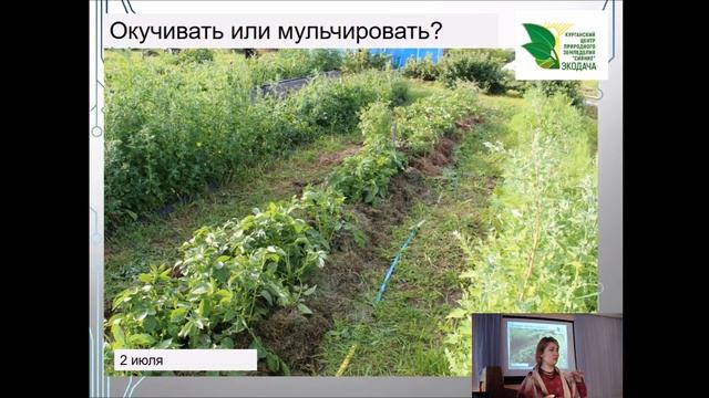 Как вырастить картофель   ведро с куста  Часть 3.