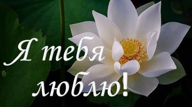 Я тебя люблю!