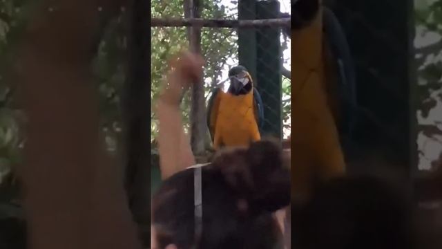 Главный тусовщик