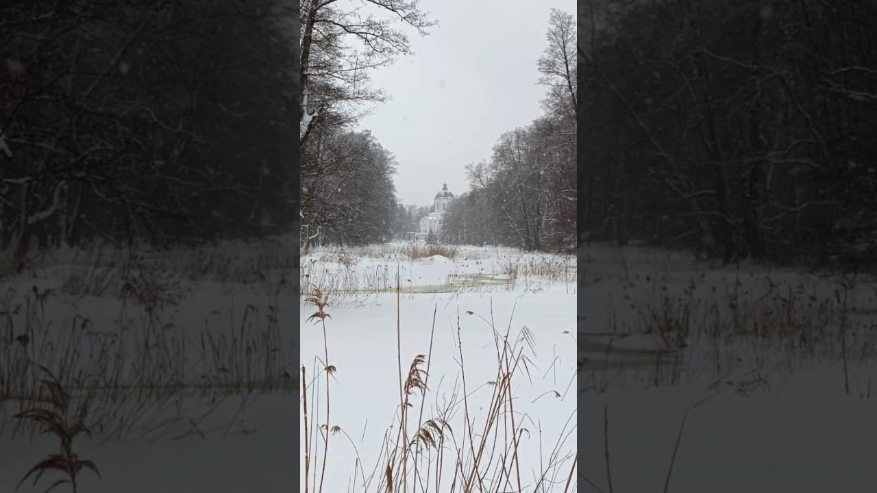 #shorts. Зимний лес