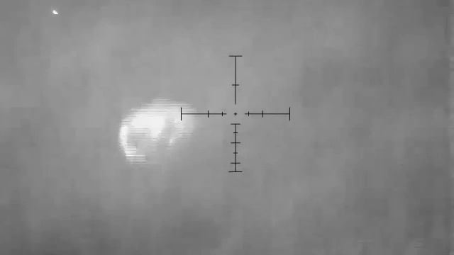 Охота на медведя на овсах