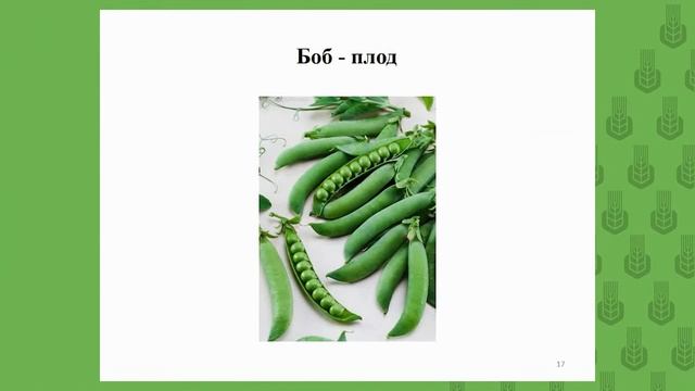 11.2 Растениеводство