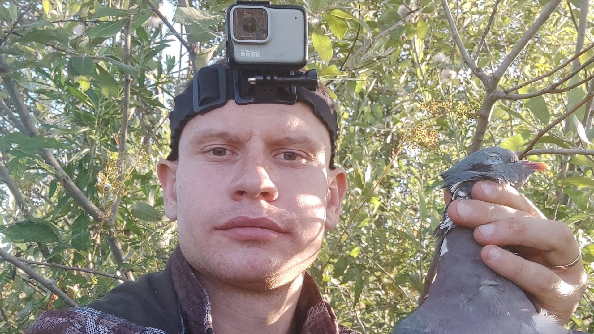 Охота на вяхиря. Открытие охоты по пернатым