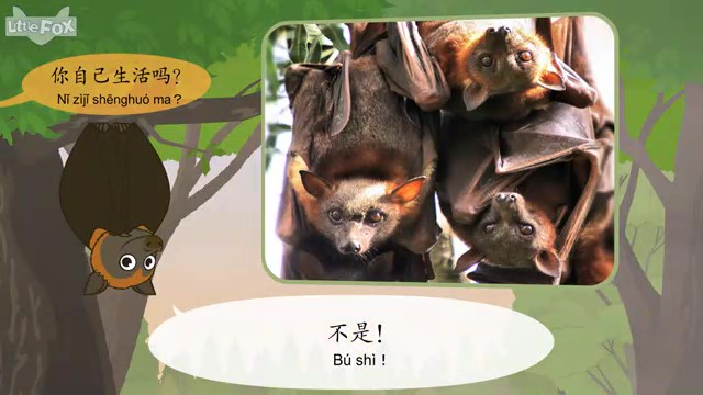 КИТАЙСКИЙ (Летучая Лисица - 狐蝠) A1-96