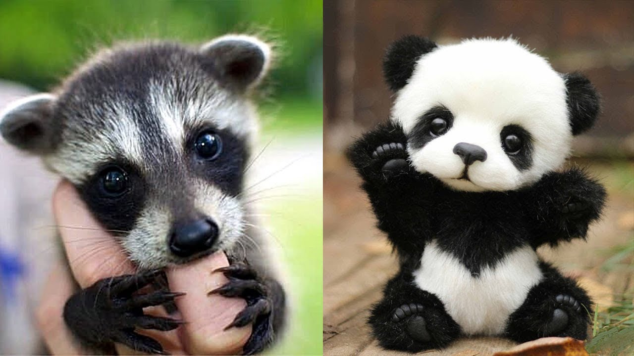 Самые смешные животные! Приколы с котами и собаками! #21