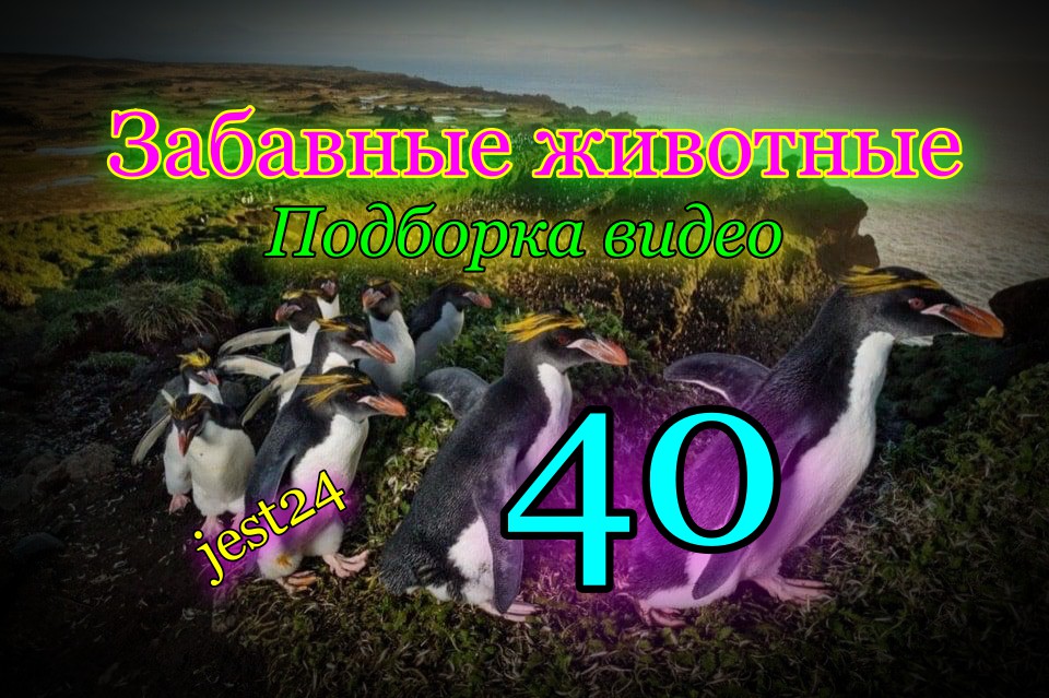 Забавные животные / Подборка видео №40