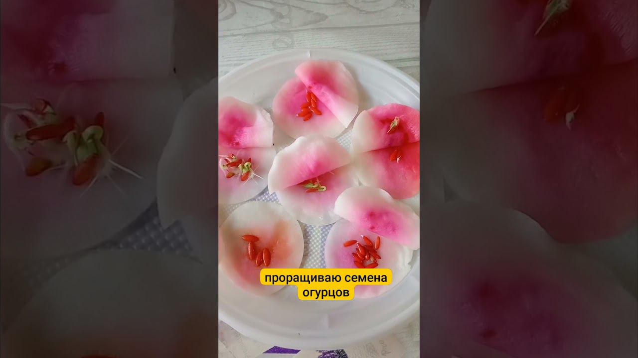 Проращиваю семена огурцов для посадки в открытый грунт. #огород #огурцы #рассада