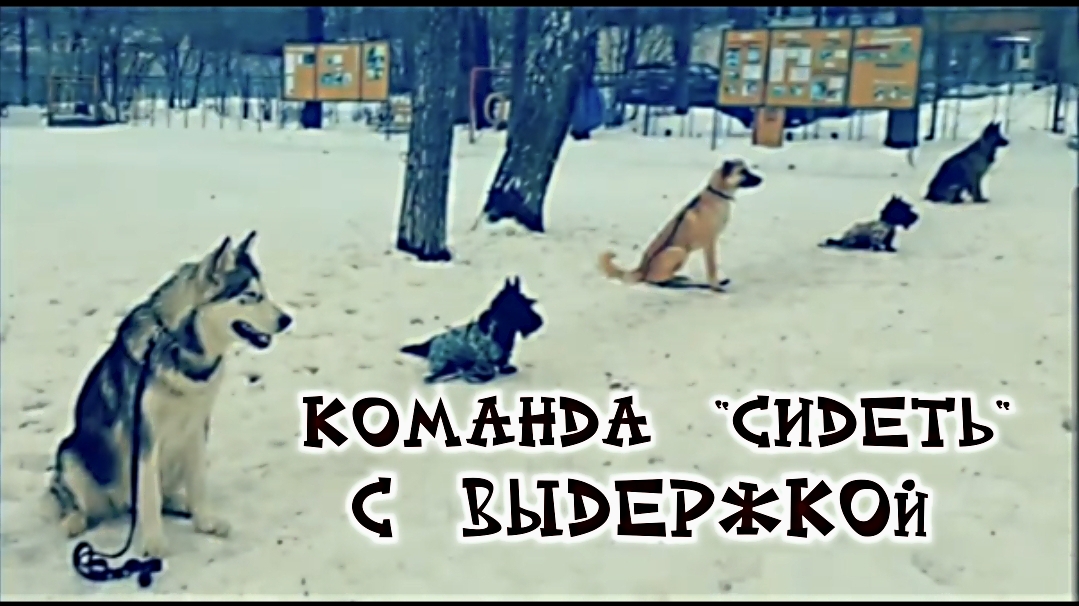 Отработка выдержки по команде "Сидеть"
Группа ОКД