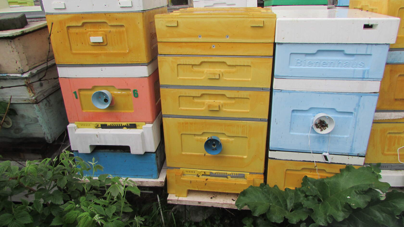 устанавливаю прилетку и летковый заградитель на магазин 12 рамочного Дадановского улья BienenHaus