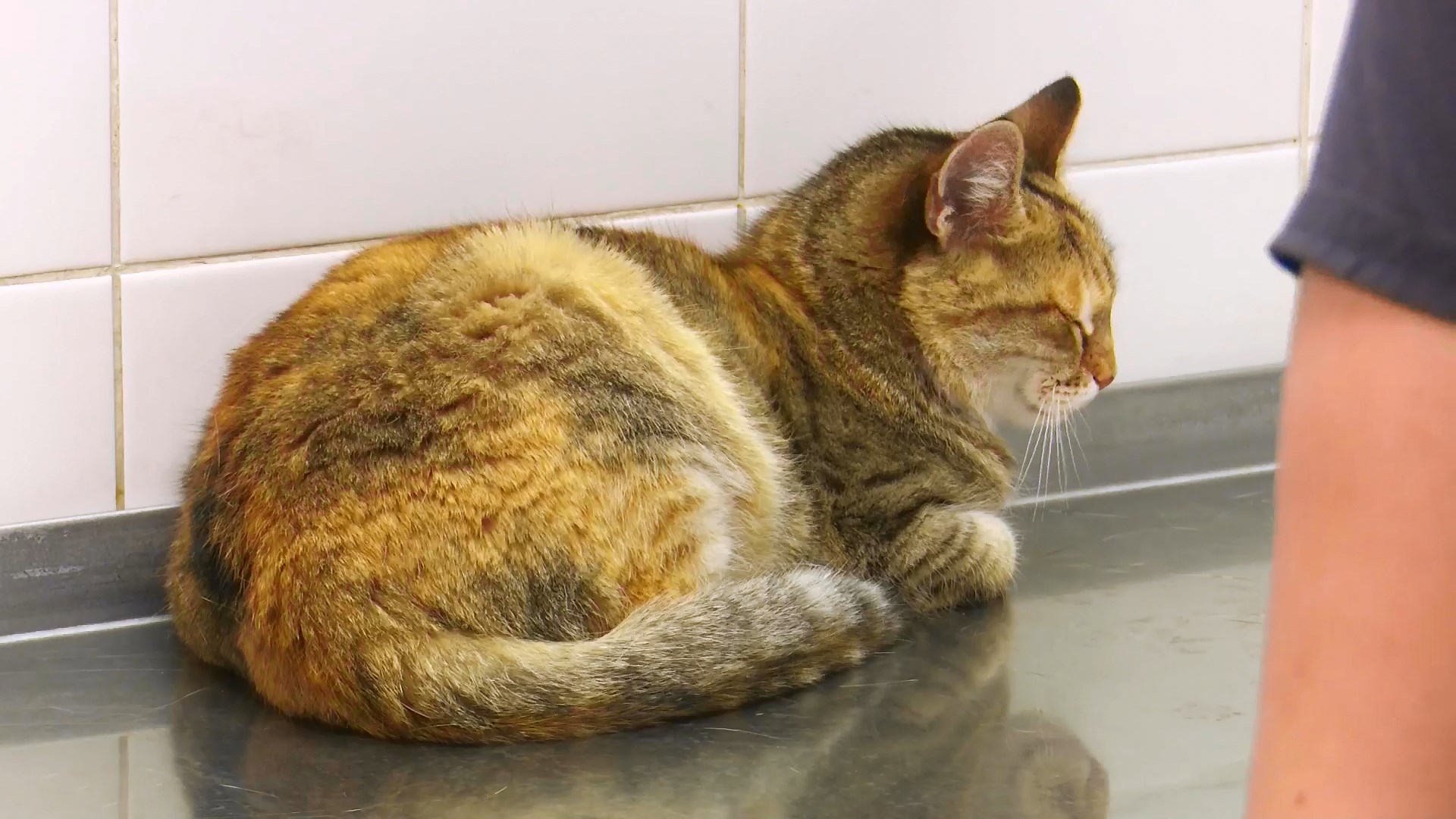 Кошачья логика: достойная старость для животного и почему все коты - психопаты?!