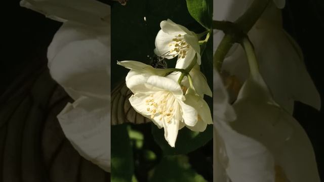 КАПУСТНИЦА НА ЧУБУШНИКЕ - "псевдожасмине"