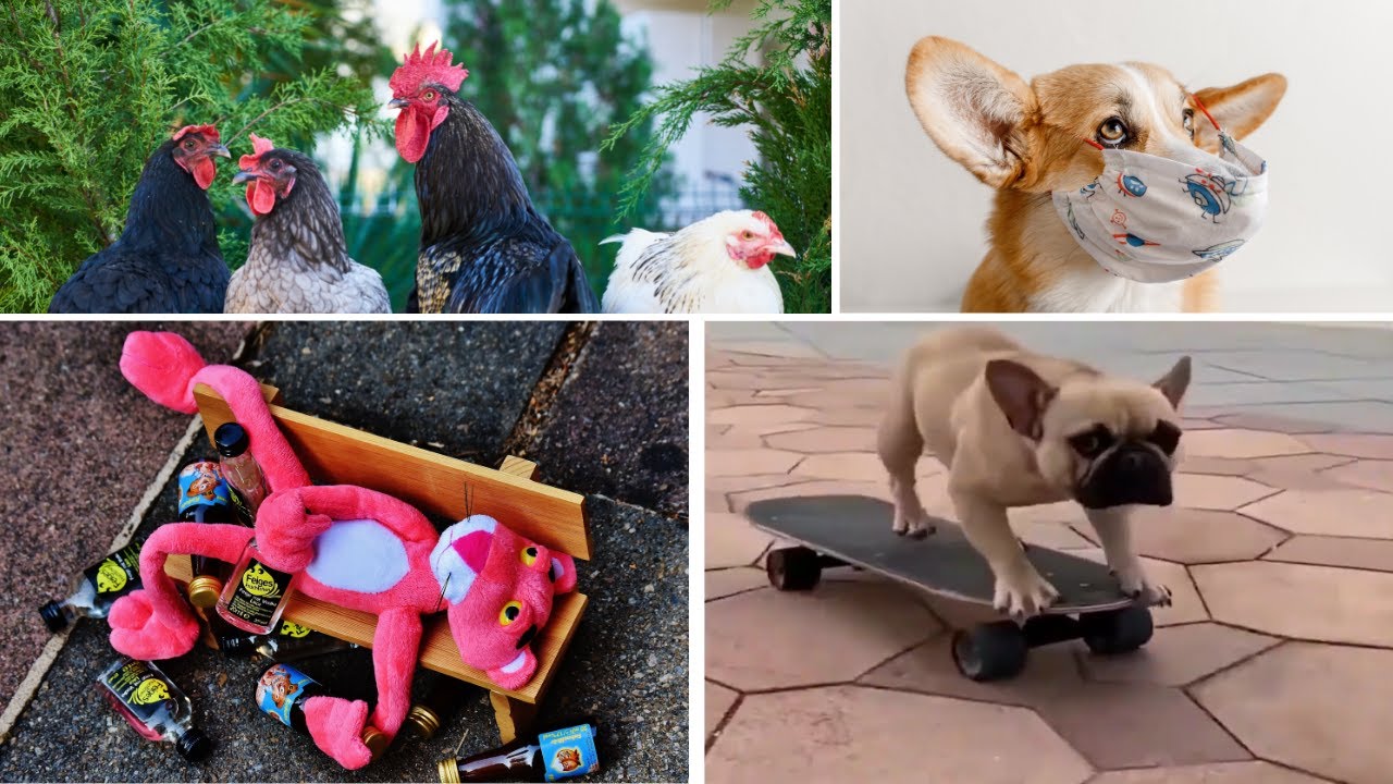 Смешные кошки и собаки 2022! - Лучшие приколы с котами №5