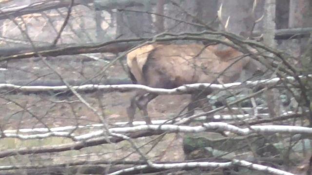 Олени в середине зимы. Лаги и благородные олени
