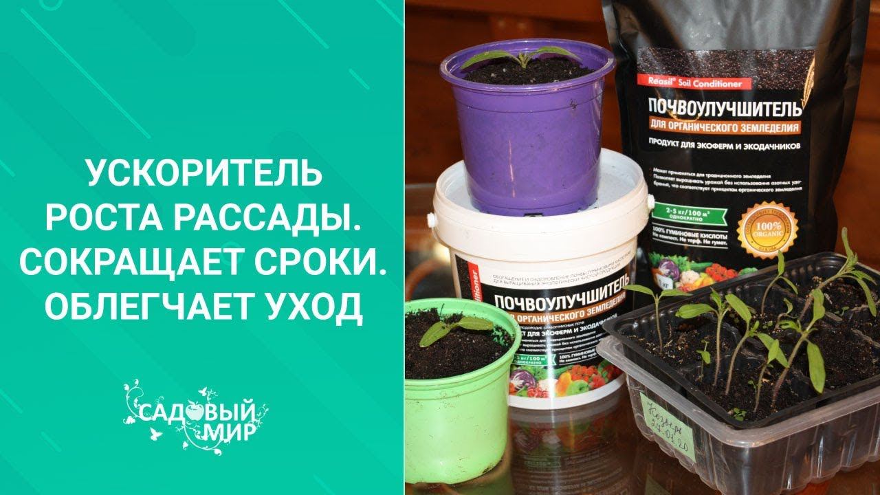 Ускоритель роста рассады. Сокращает сроки. Облегчает уход. Сезон 2020