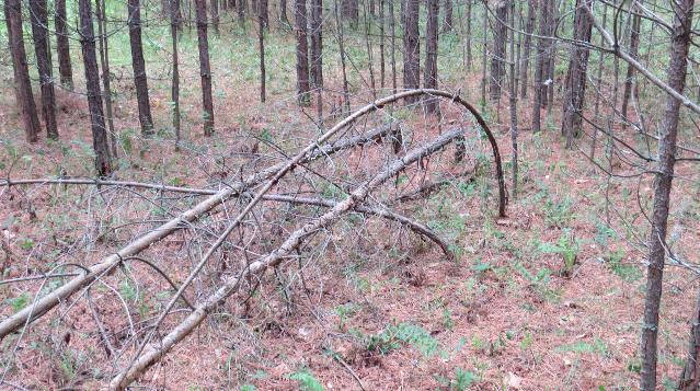 Аналитика. Заломы Лешего? Июнь - июль 2021г.