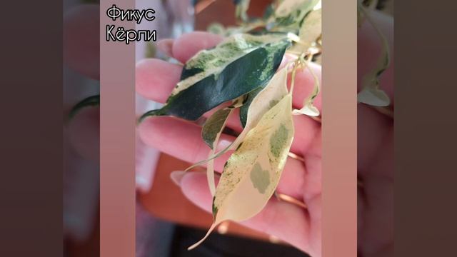 #Фикус Бенджамина Кёрли?Солнечная #фото сессия☀️ #комнатныерастения #цветы #растения #shorts