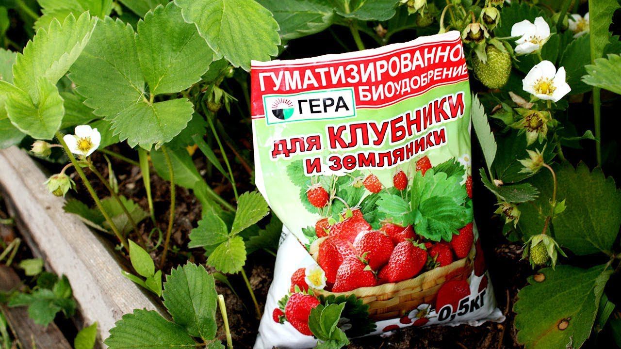 УРОЖАЙ КОРЗИНАМИ И ВЕДРАМИ! КЛУБНИКА, ТОМАТЫ,  СВЕКЛА И ЛУК ЛЮБЯТ ЭТИ УДОБРЕНИЯ