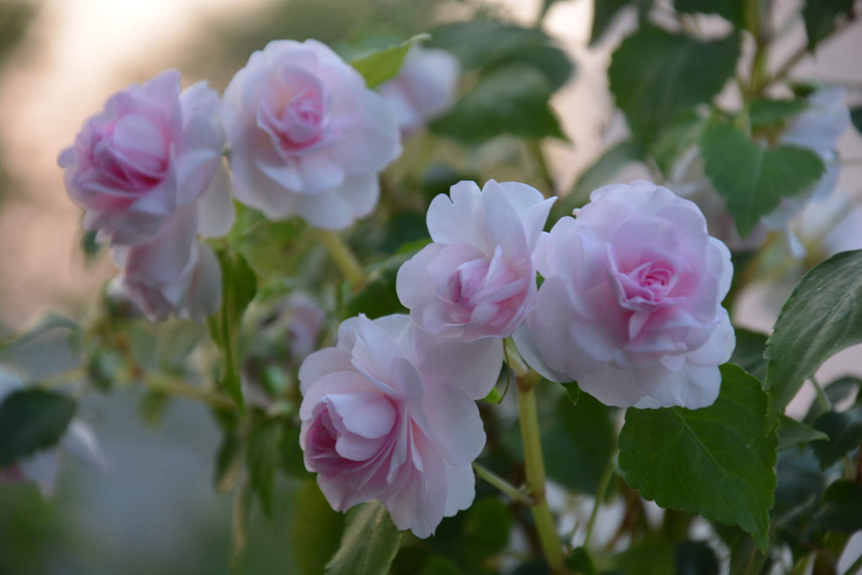 Бальзамин на душу