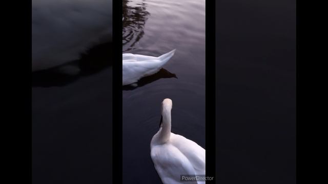 Лебеди на Крестовском острове.