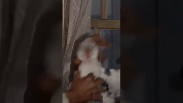 Птицы Хичкок