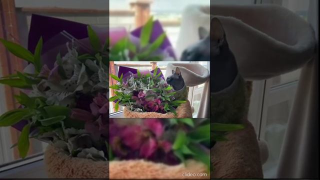 #яжедевочка #хочупроснутьсязнаменитой